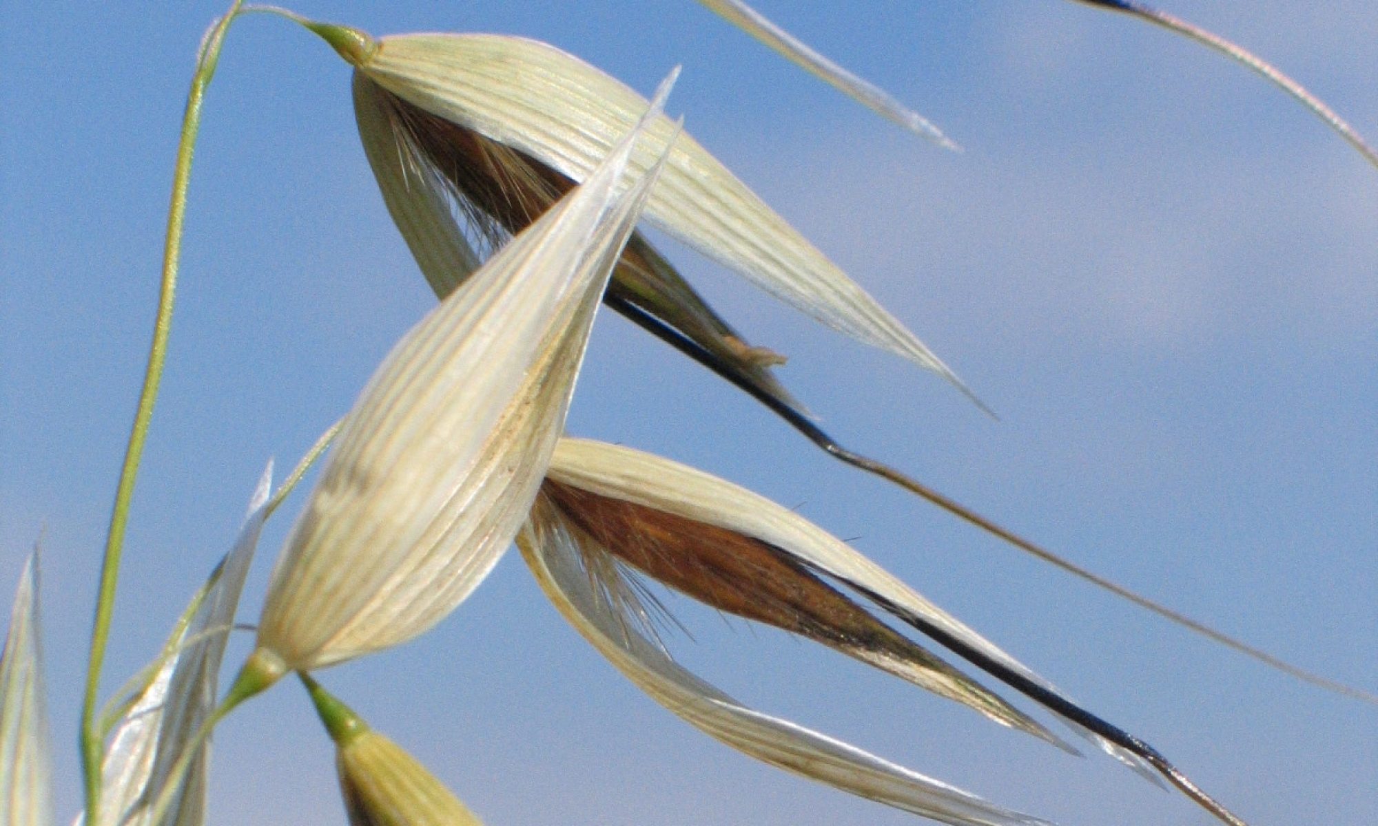 Crop wild relatives – Farmer's Pride