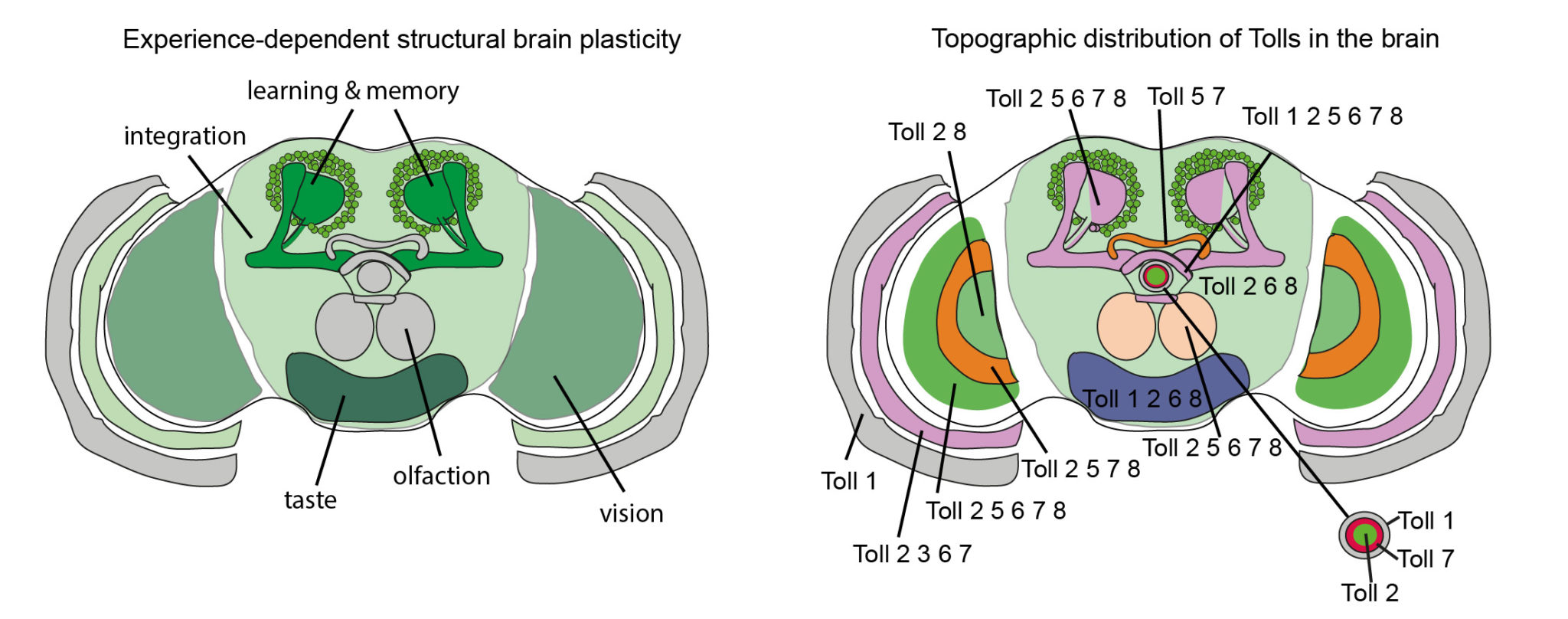 Structural brain plasticity and NEURODEGENERATION – Alicia Hidalgo Lab