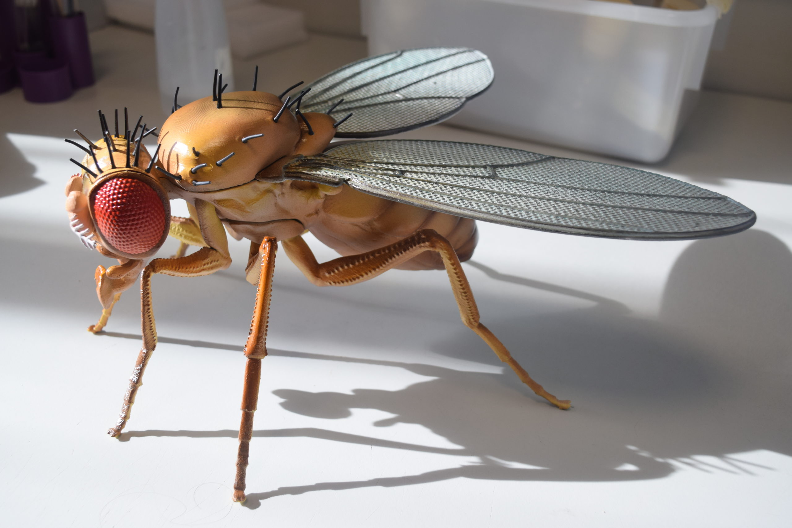 Outreach – Alicia Hidalgo Lab